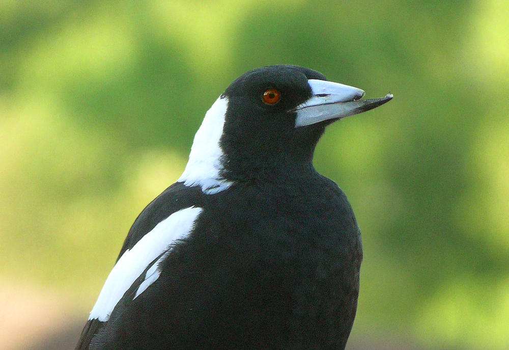 BrokeBeak the Magpie and His Family - Penmen Review - Penmen Review